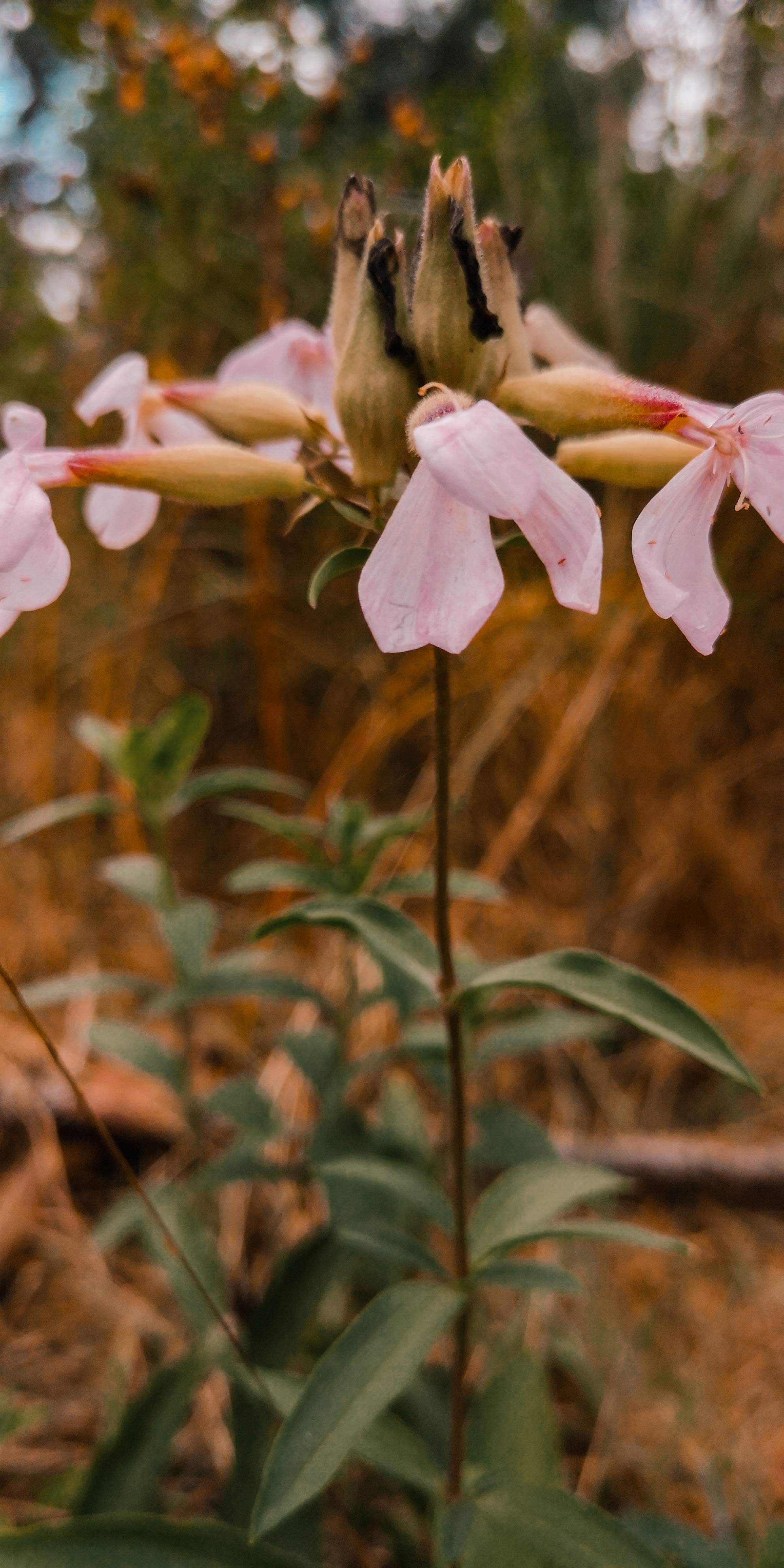 Herbst Pflege: Top-Inhaltsstoffe für strahlende Haut - Kosmetikfuchs ...